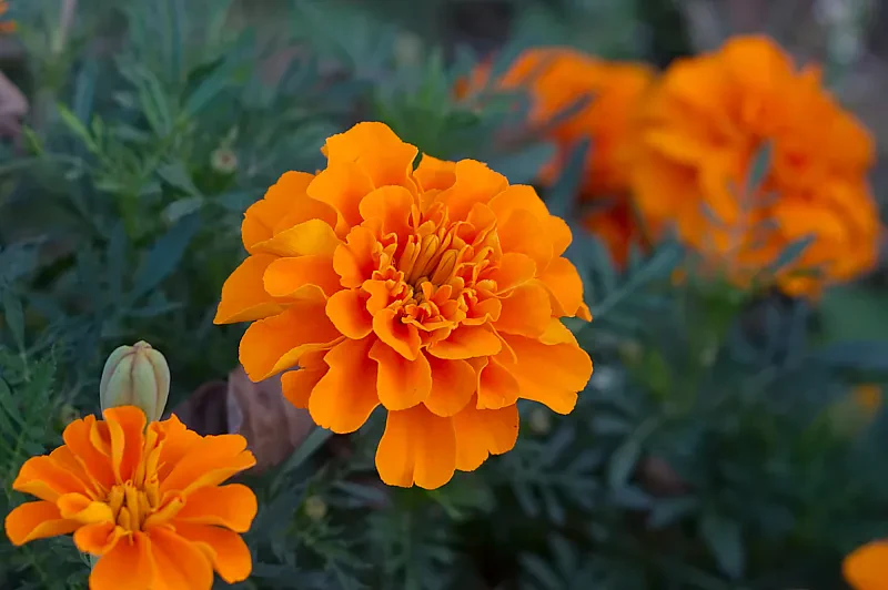 The Cultural and Religious Significance of Marigold Flowers in Nepal