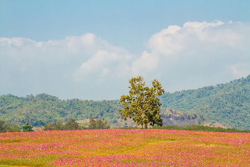 Blooming in Nepal: A Guide to Finding the Perfect Flowers and Plants
